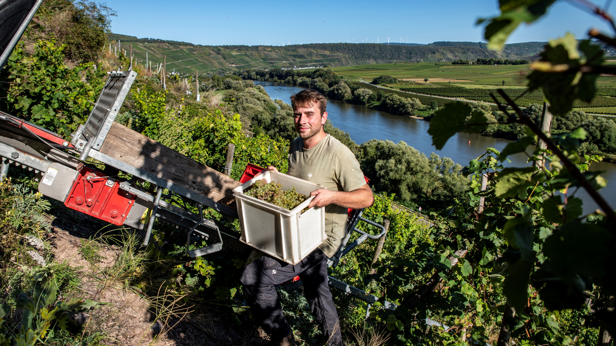 Erntebilanz im Weinanbaugebiet Mosel | Verlag W. Sachon